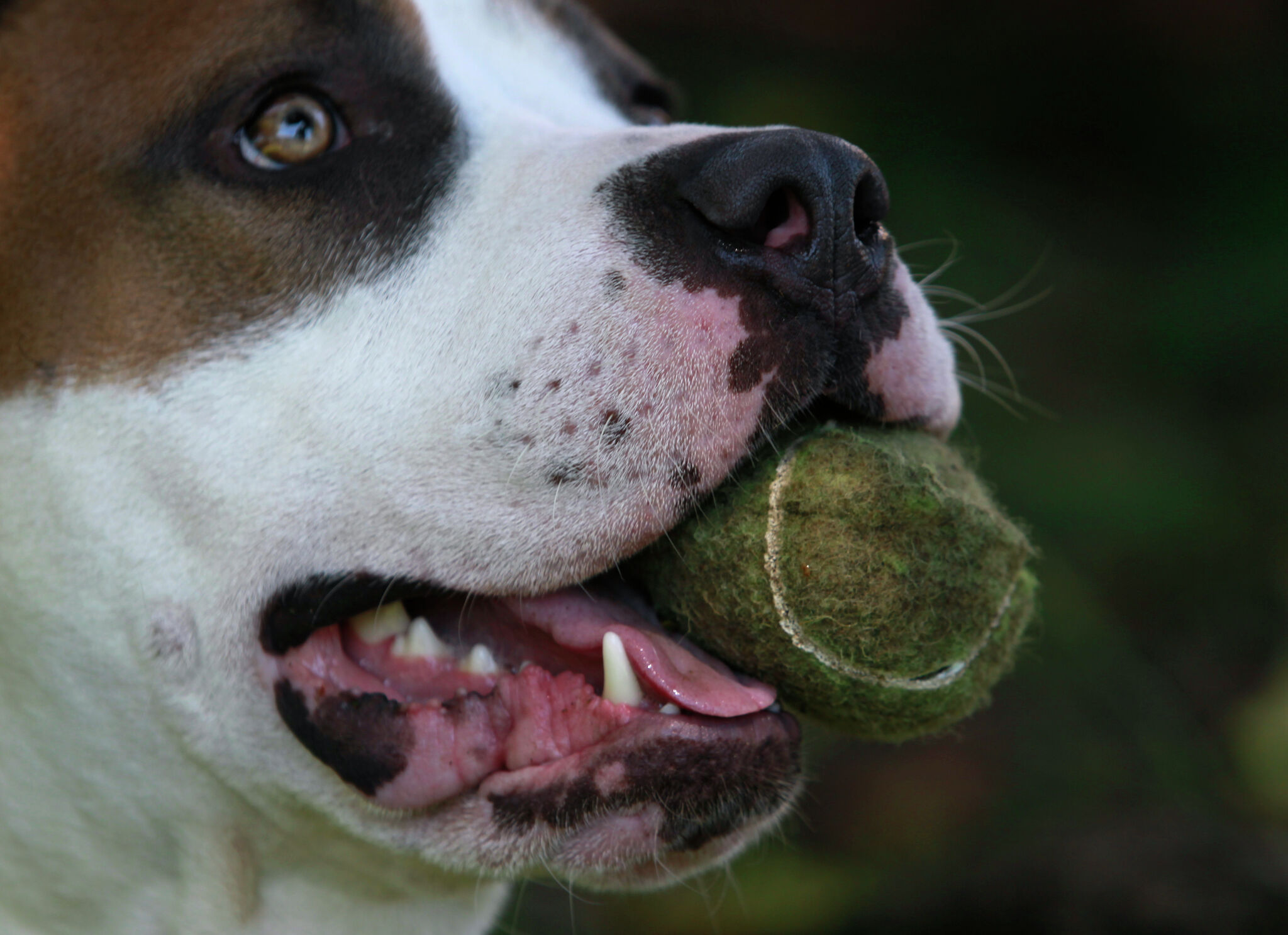 Found a stray dog? Here's where to take it.