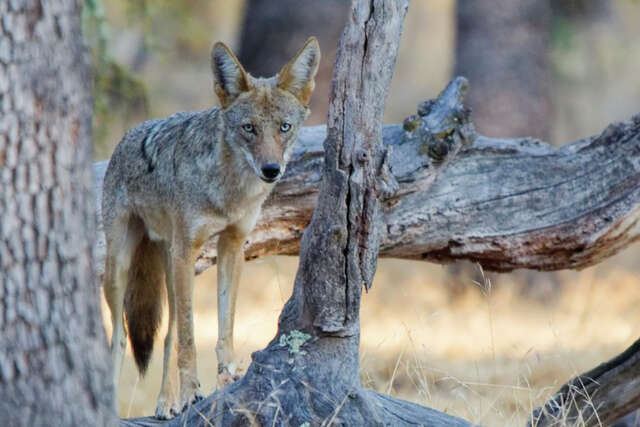 High schoolers photograph rare coyote in Bay Area park