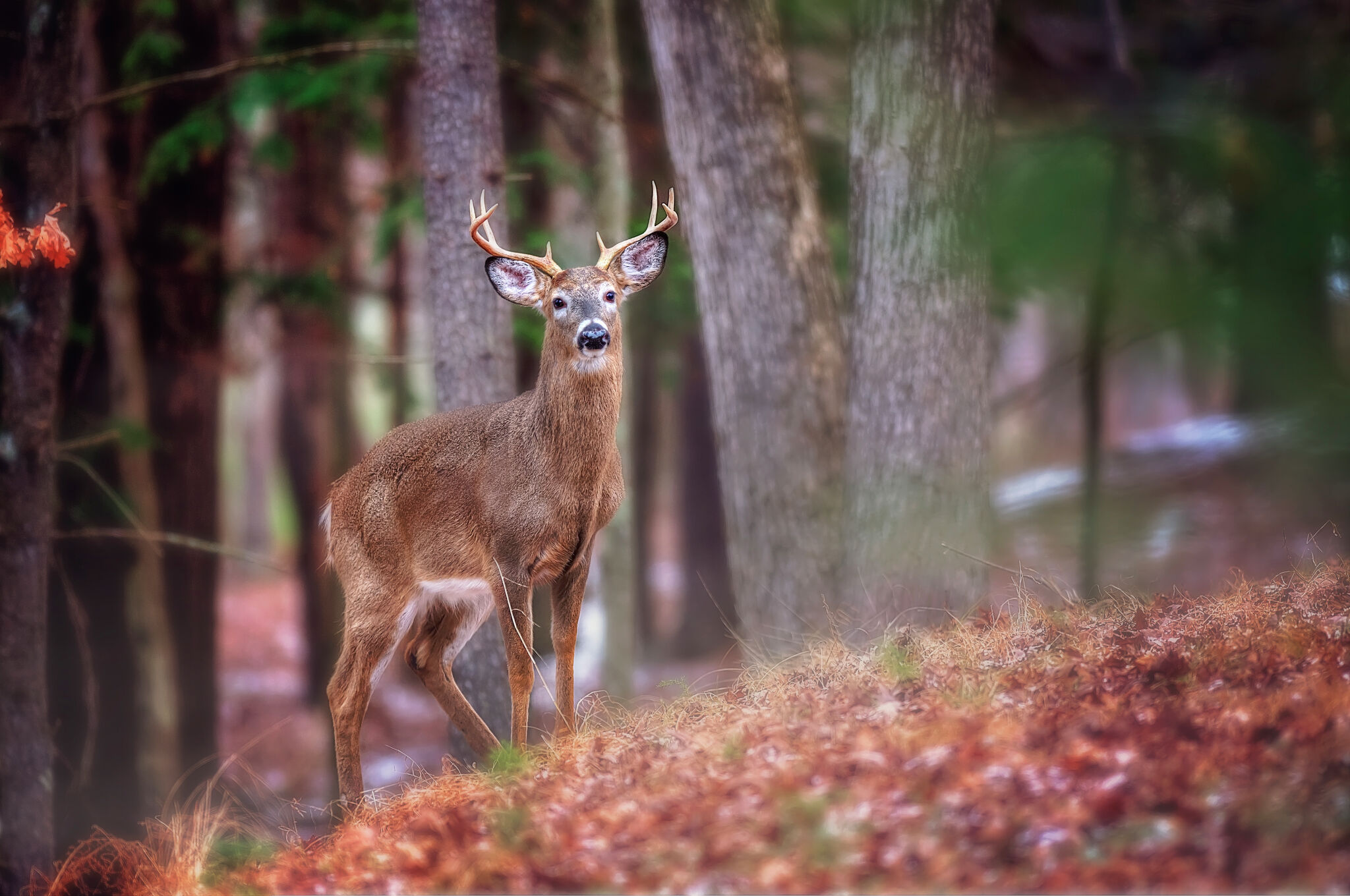 Michigan archery harvest down 32% compared to 2024 after first week