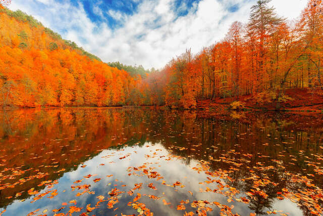 Michigan fall color report: See current colors, peak dates by region