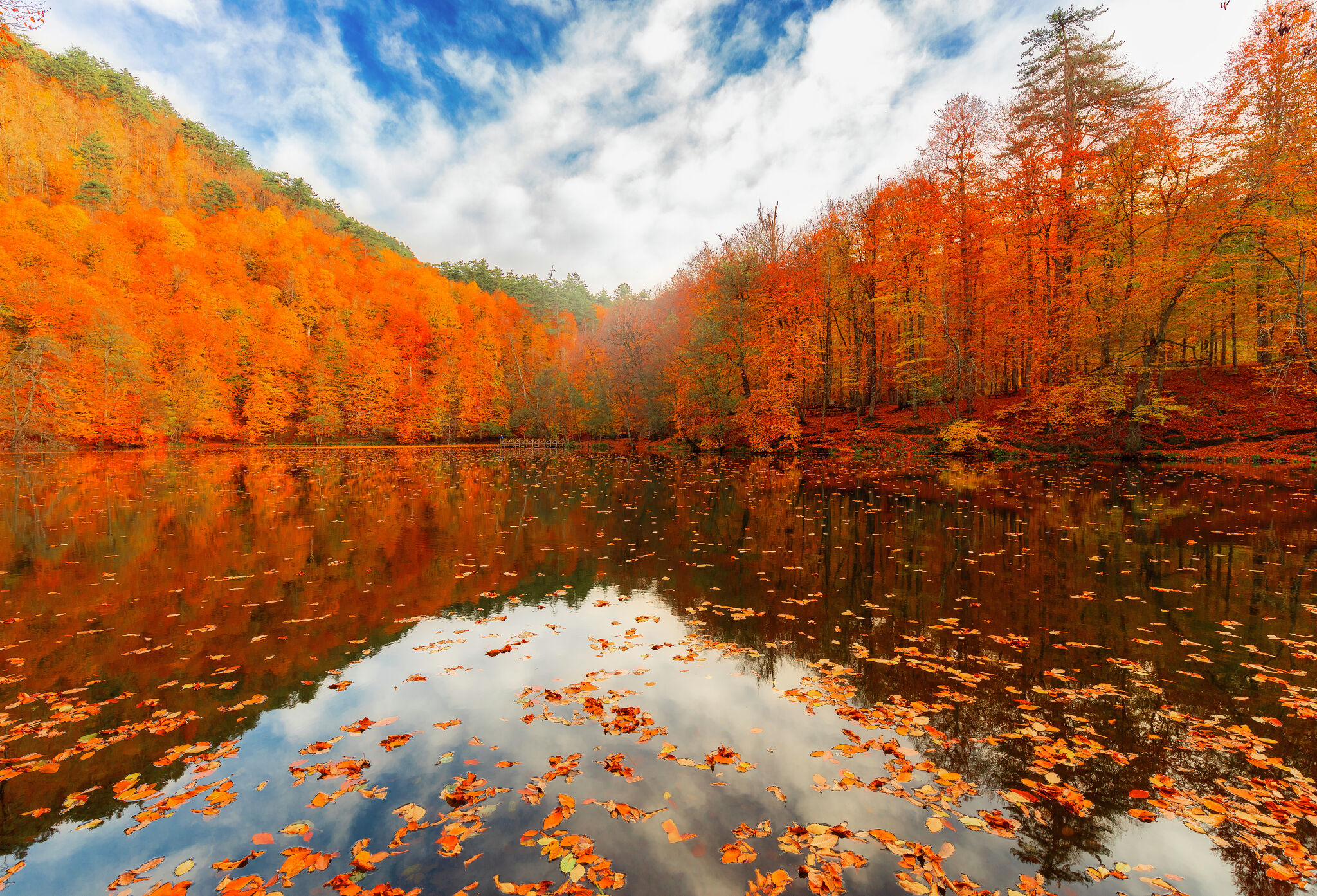 College students lack basic needs amid COVID-19 pandemic