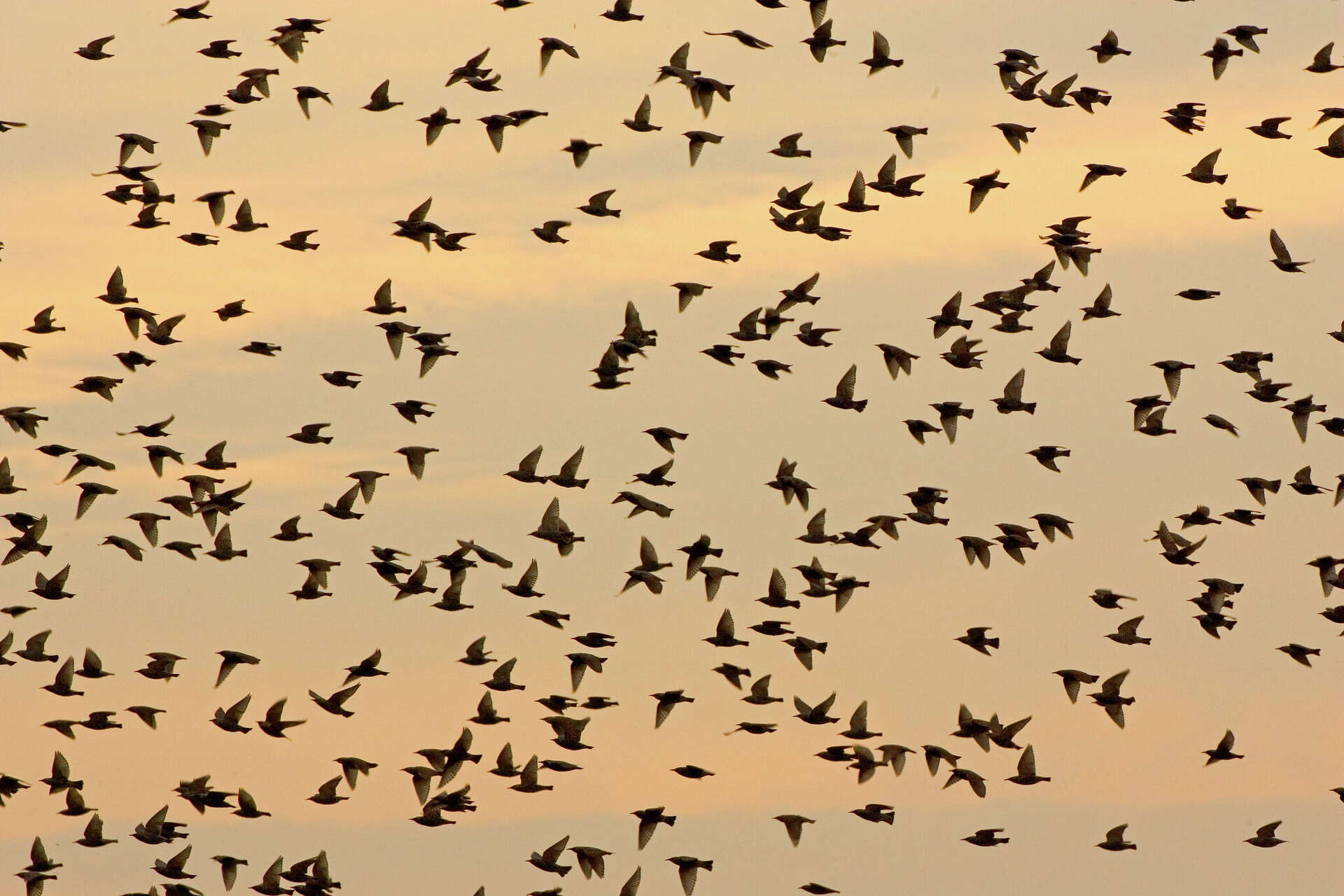Texas sees one of the largest bird migrations ever recorded
