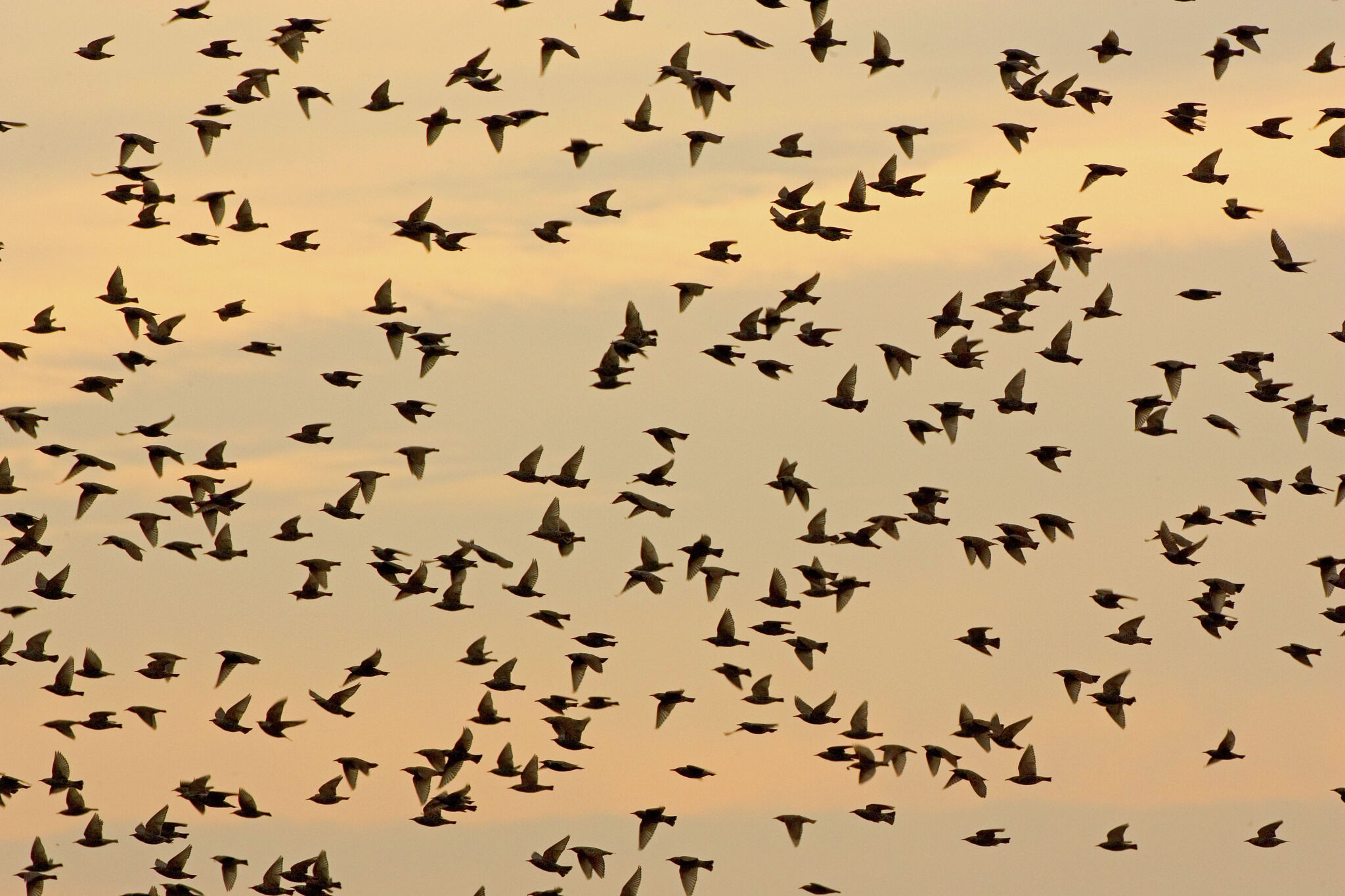 Texas sees one of the largest bird migrations ever recorded