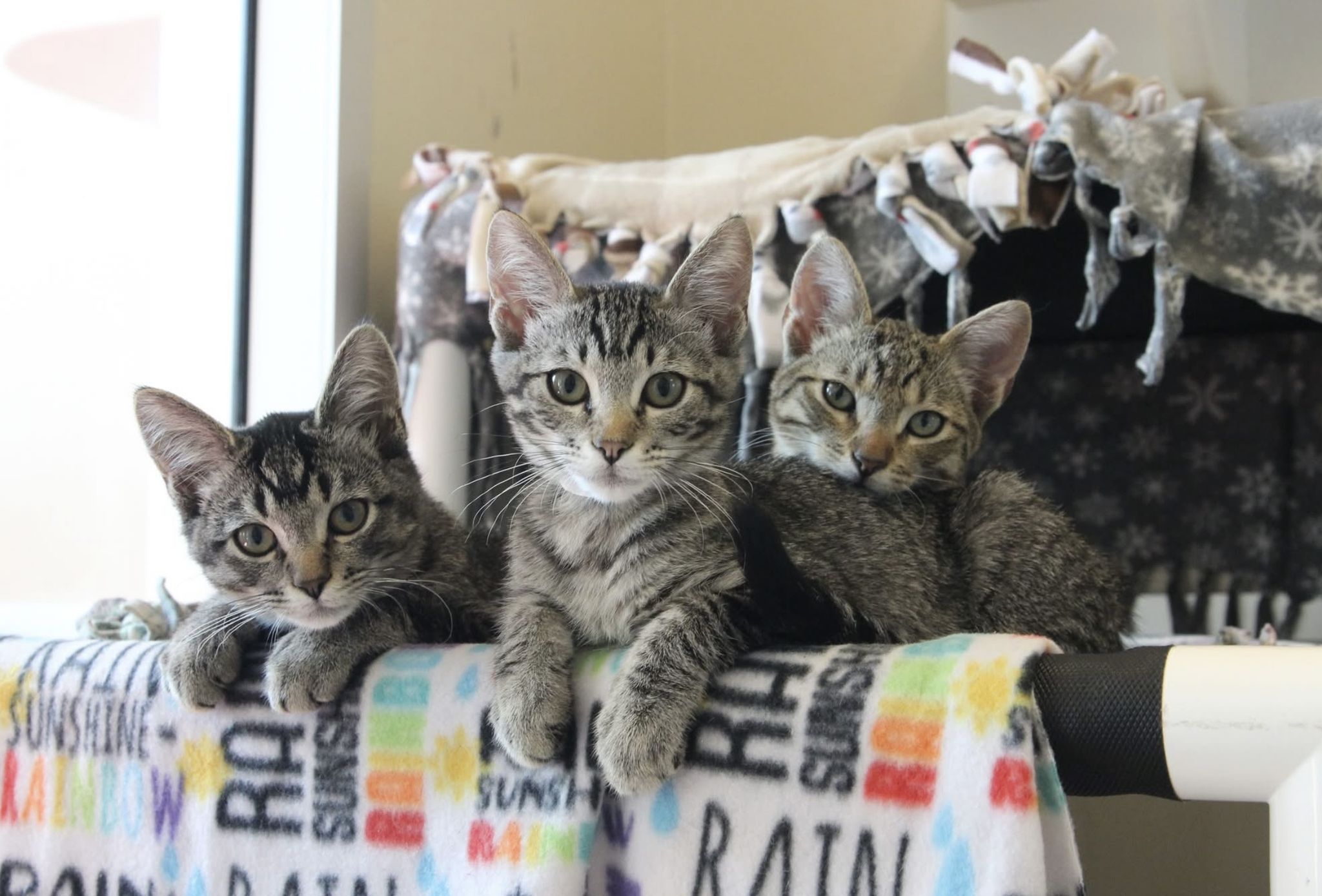Regional: Bill To Ban Cat Declawing Becomes State Law