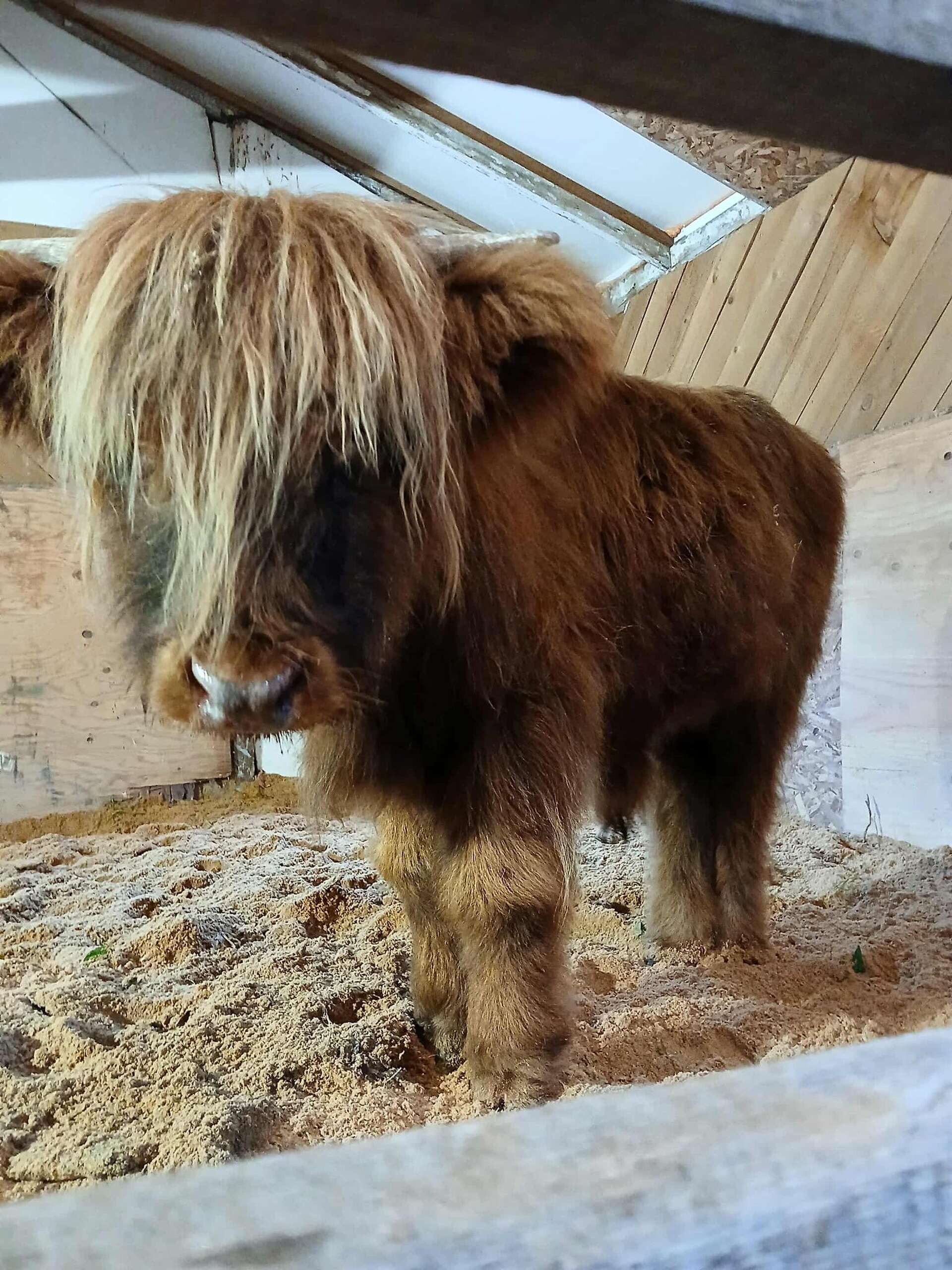CT mini Highland bull escapee caught after 'mini rodeo'