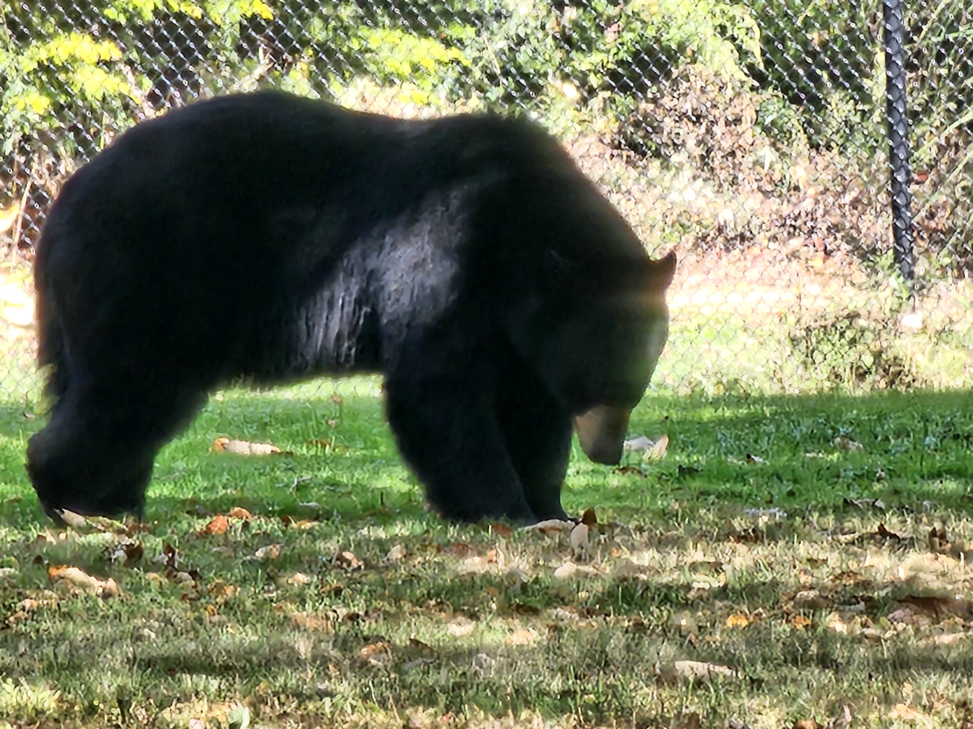 Bear seen in Burlington near Halloween trick-or-treaters, police say