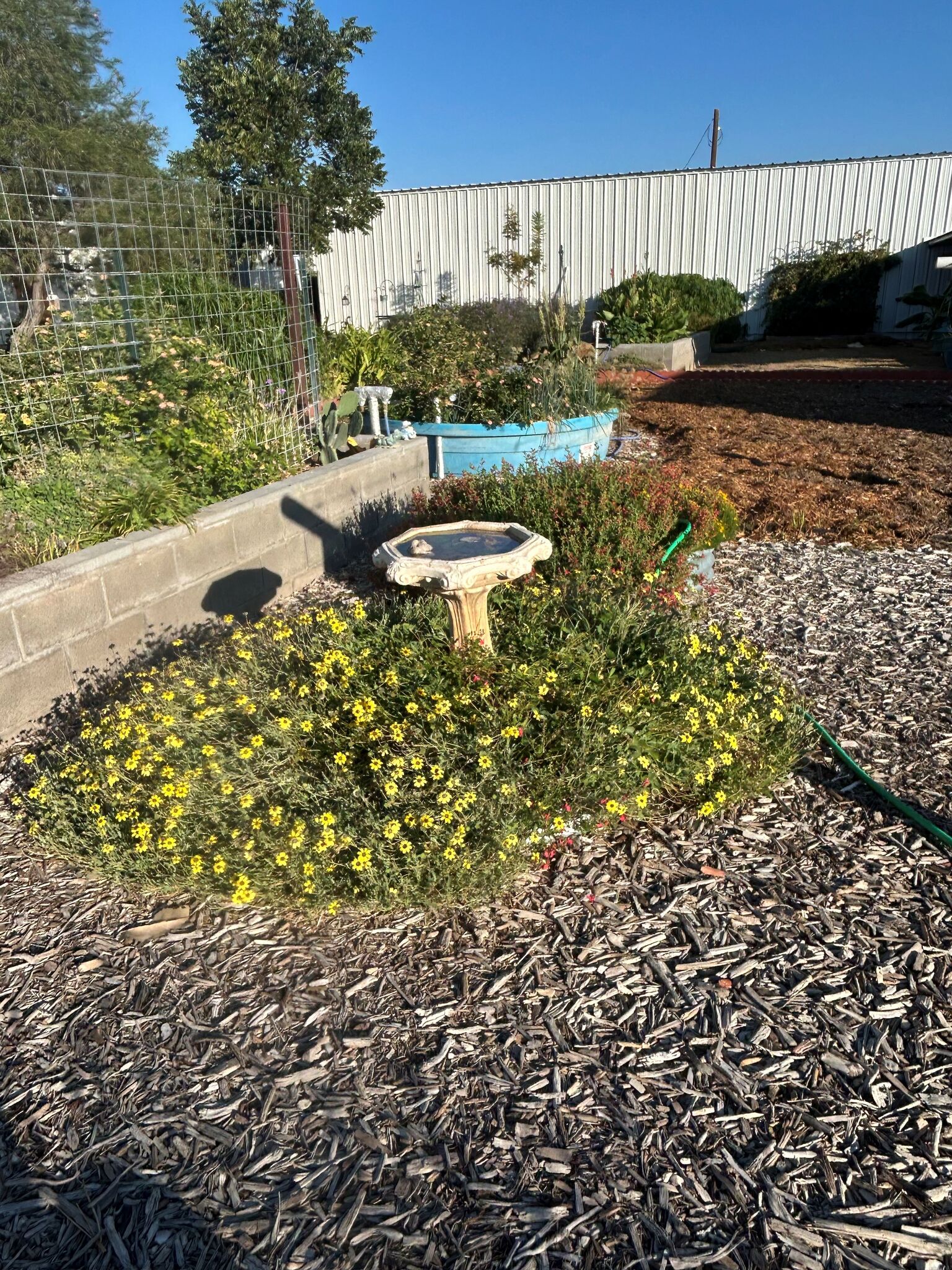 Cochineal insect's red dye shaped history and culture