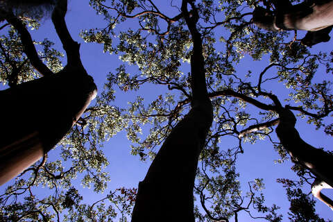California's newest state symbols tell a story of survival