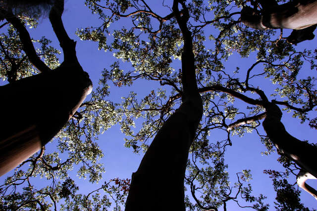 California's newest state symbols tell a story of survival