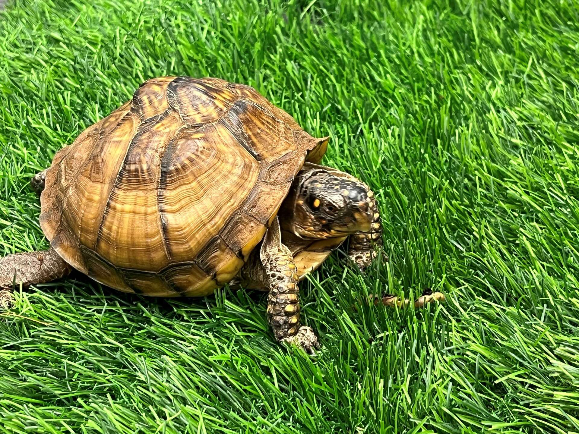 Harris County commissioners' offices own dozens of animals