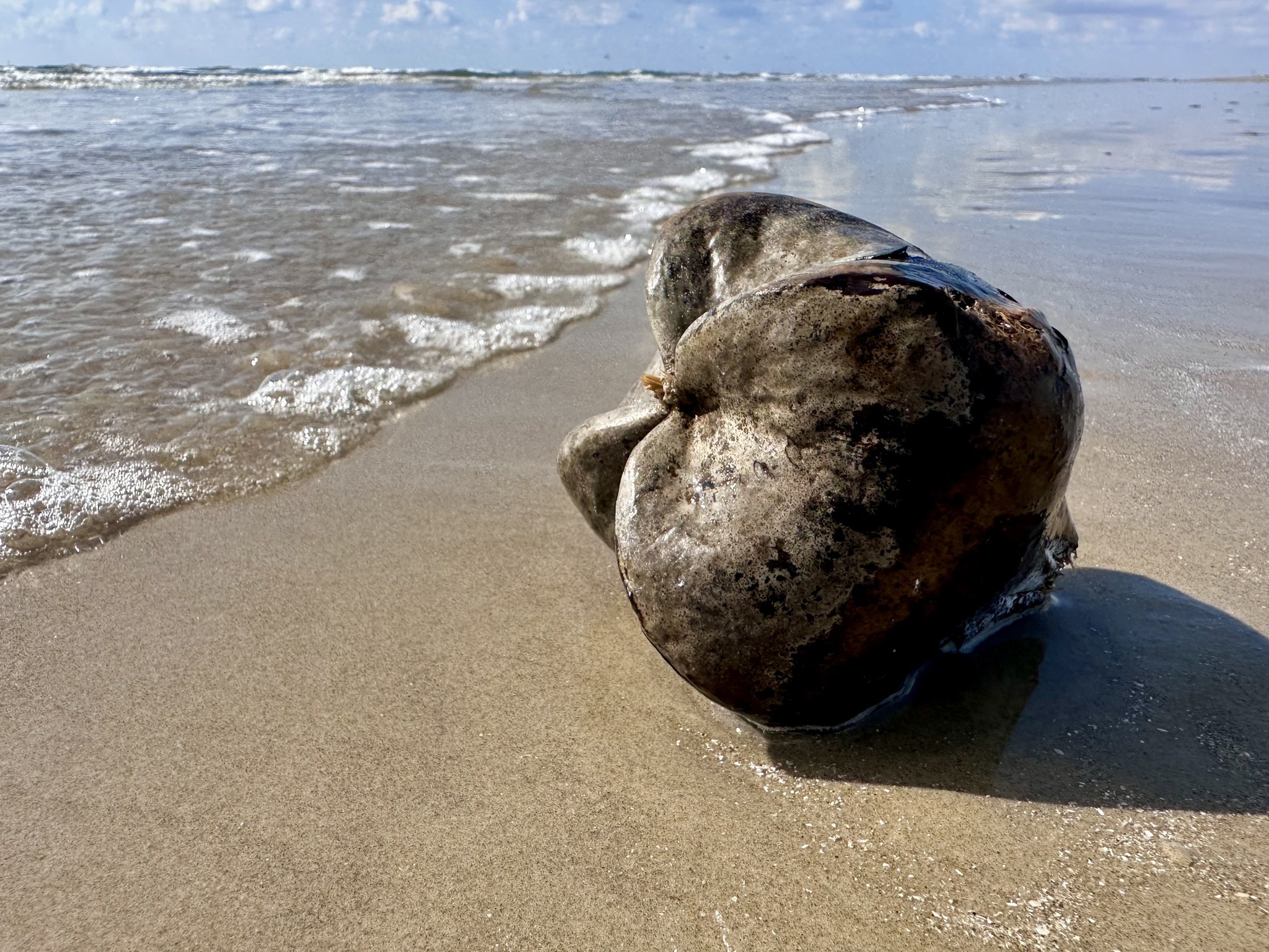 Toxic 'box fruits' from the Caribbean found on Texas beaches