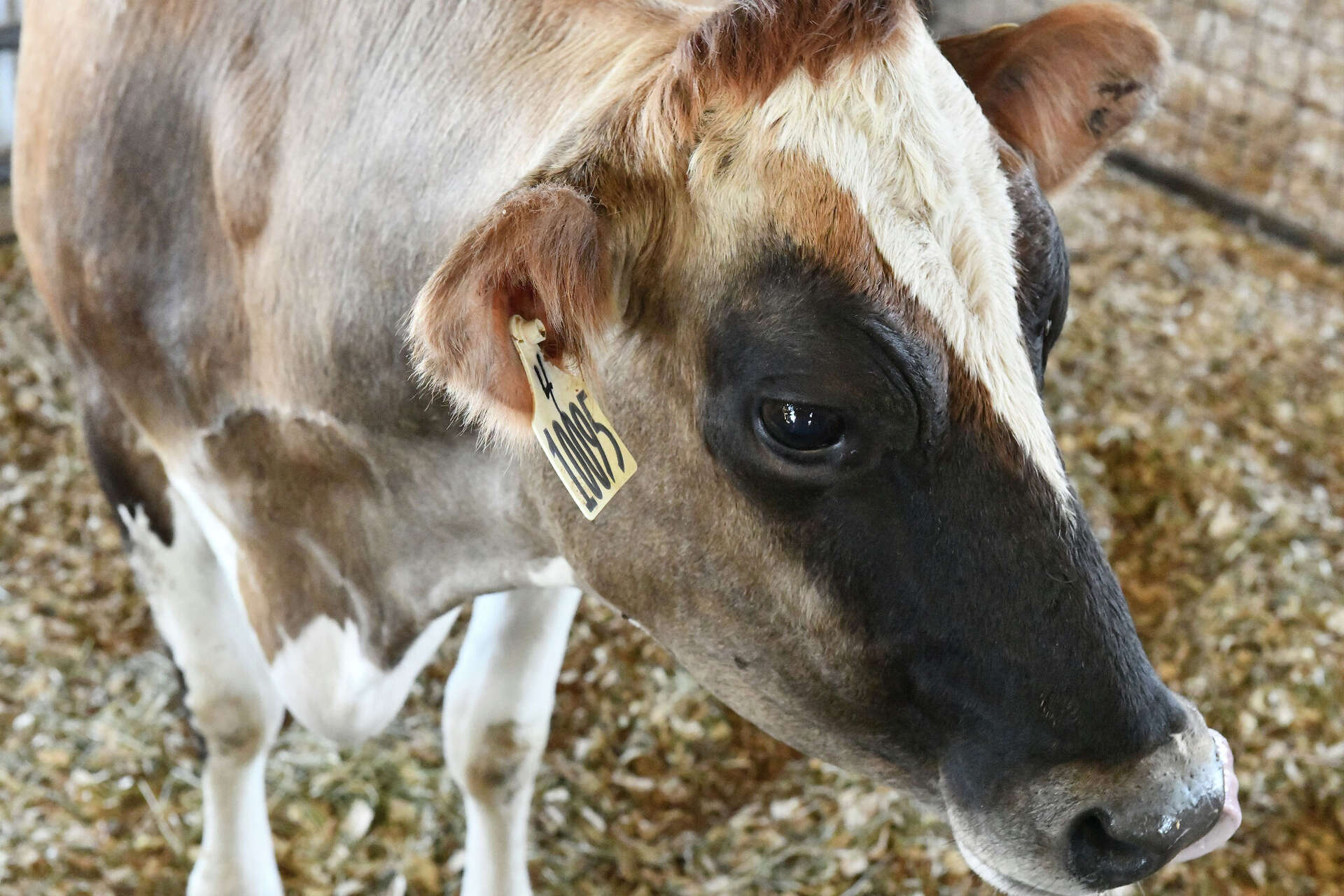 Midland's Fiddlesticks Farms offers fall agri-tainment