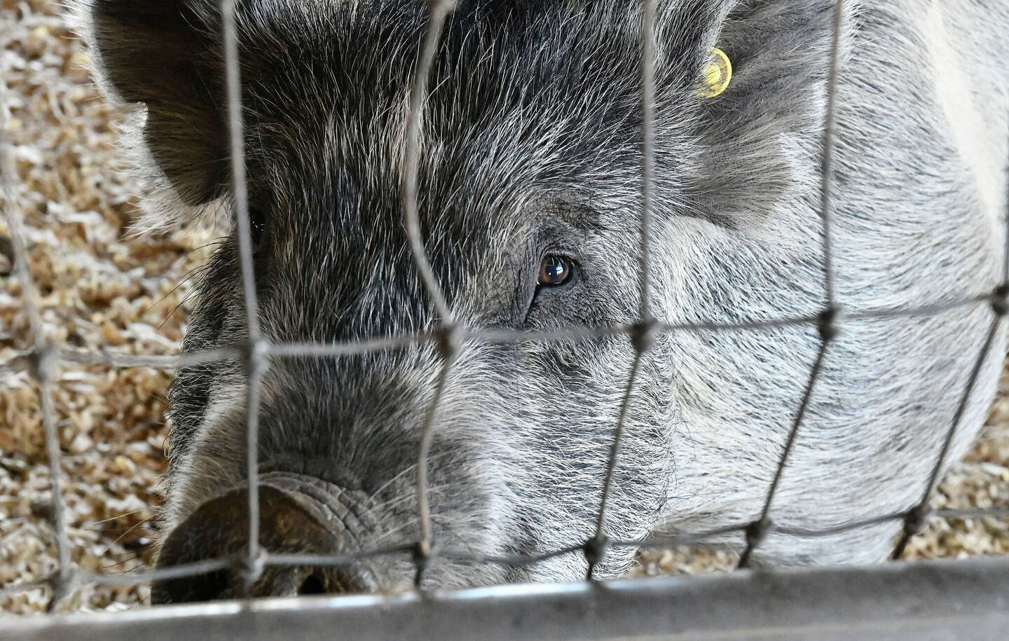 Midland's Fiddlesticks Farms offers fall agri-tainment