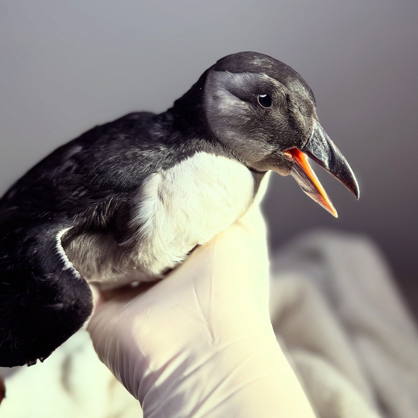 Atlantic puffin rescued from New England backyard is returned to sea