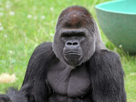SF: New Gorilla Joins Zoo