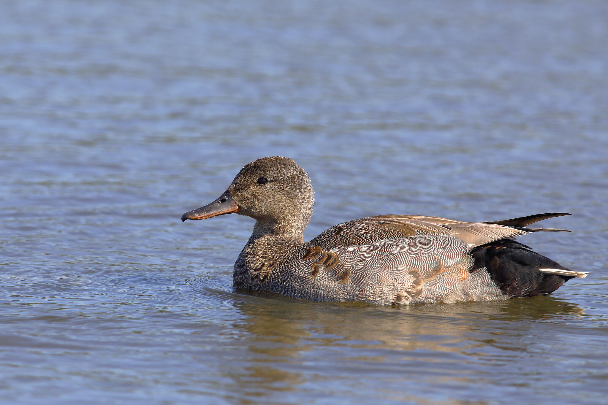 Texas waterfowl hunting expectations: Key things to know