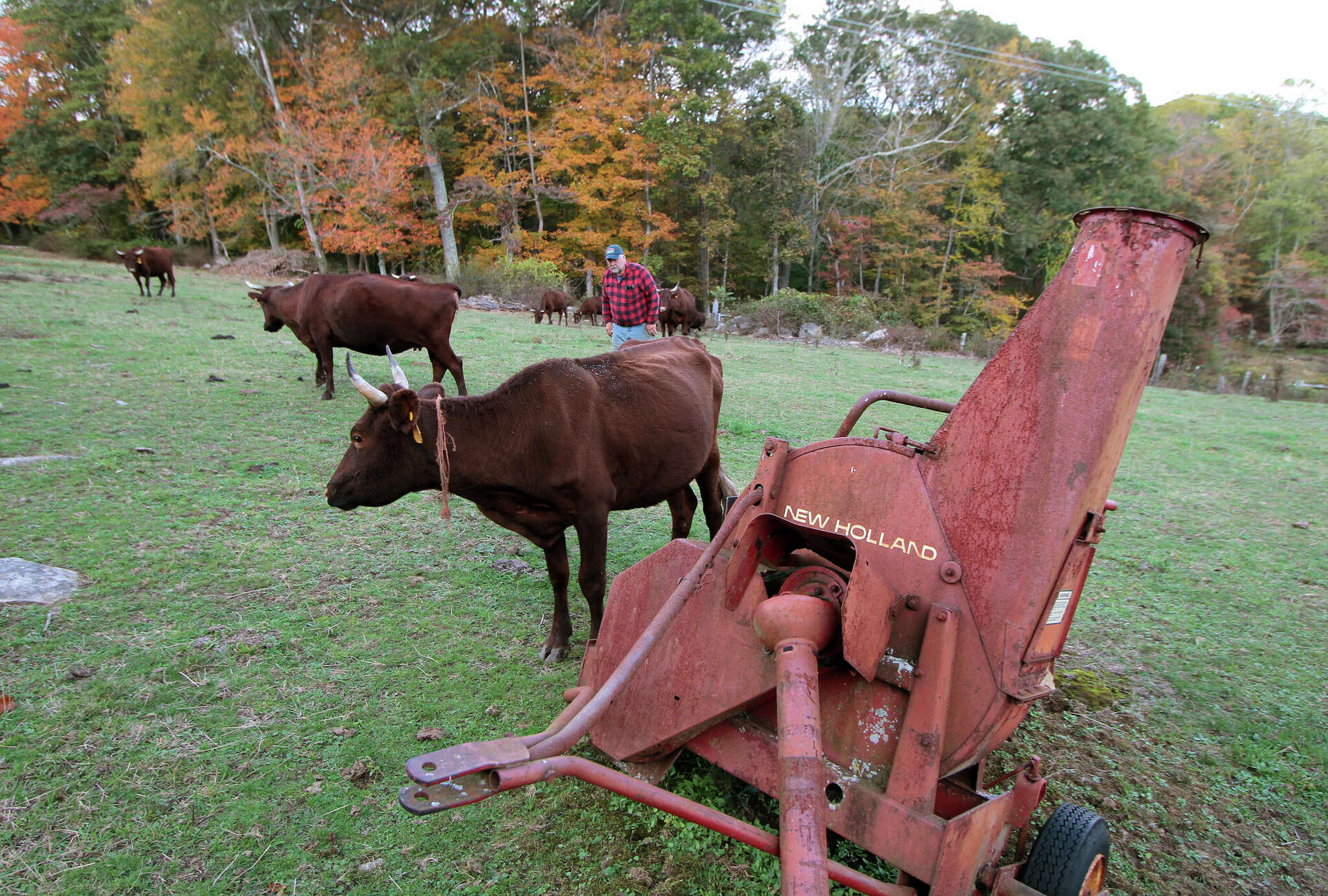 Westbrook farm has been home to a now rare breed of cows for 400 years