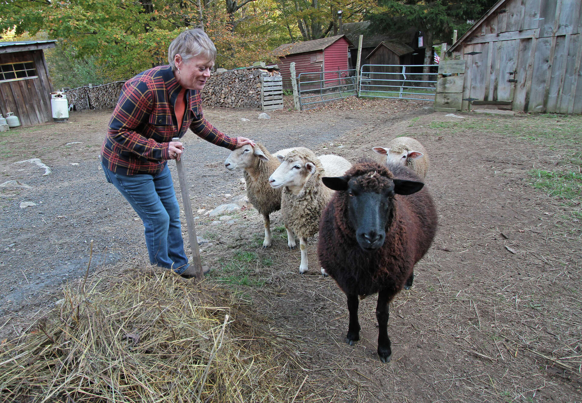Westbrook farm has been home to a now rare breed of cows for 400 years