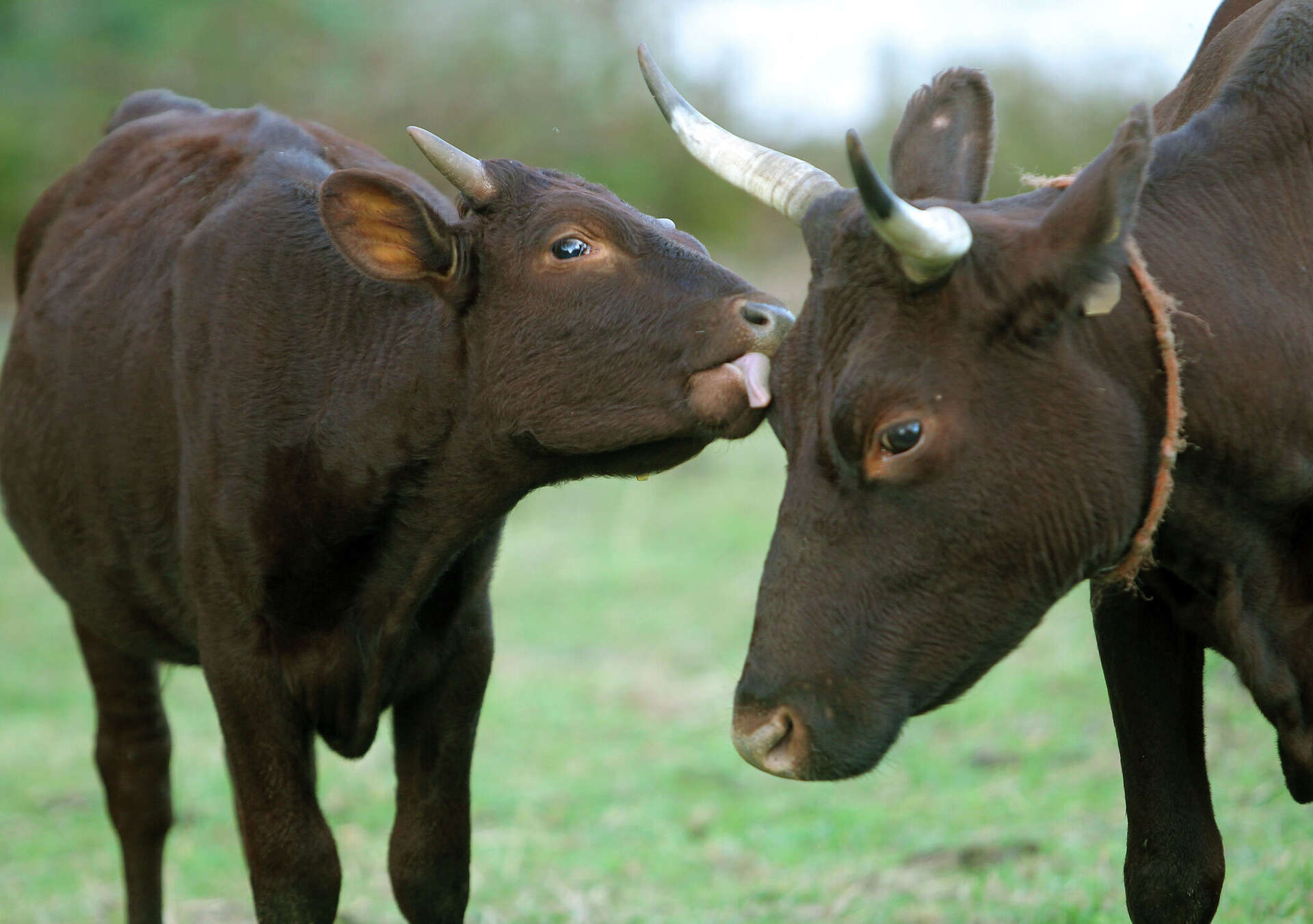 Westbrook farm has been home to a now rare breed of cows for 400 years