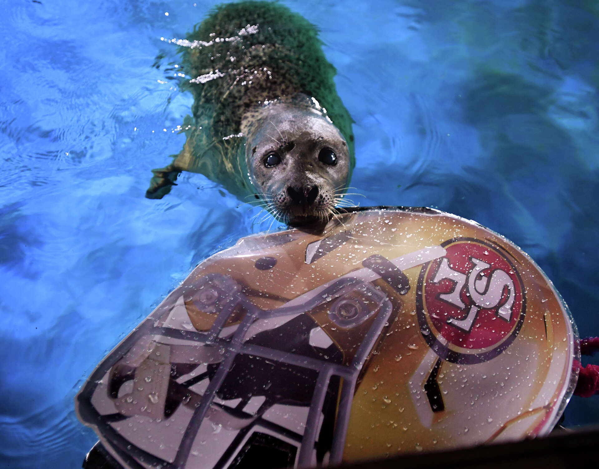 Norwalk's Maritime Aquarium mourns loss of Super Bowl-picking seal