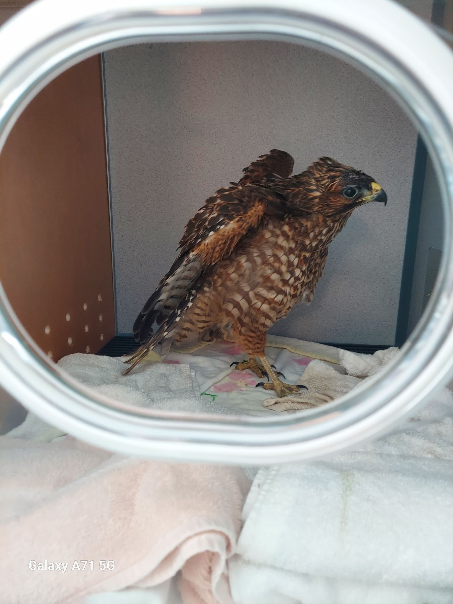 Santa Clara Co.: Hawk Shot With Bb Gun Makes Full Recovery, Released Back Into Wild After Surgery