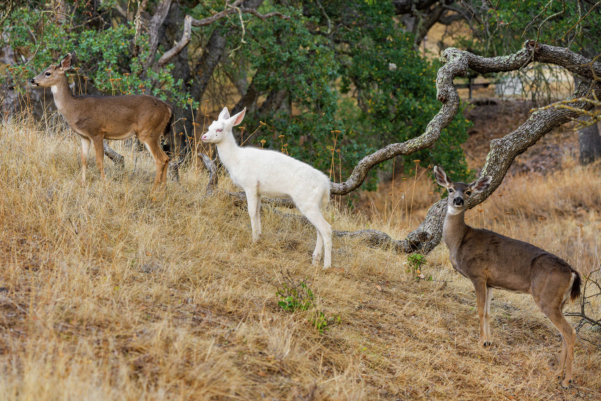 'Surreal' albino deer photographed in the Bay Area