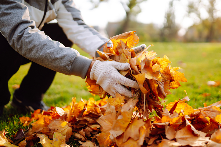 Jacksonville to start leaf collections in city Nov. 3