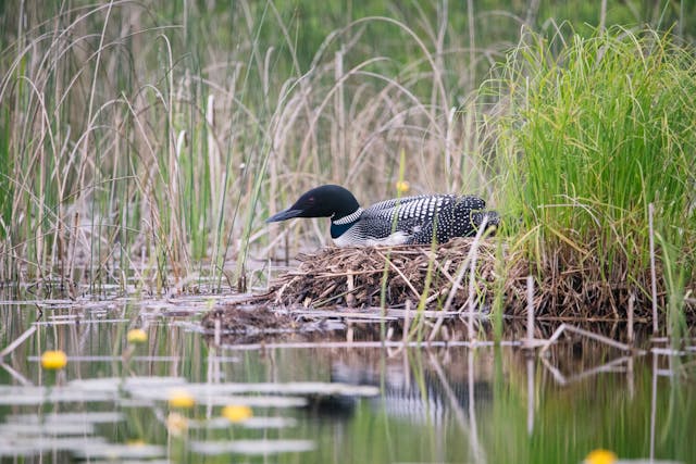 Four Lakes Task Force outlines next phase of environmental restoration