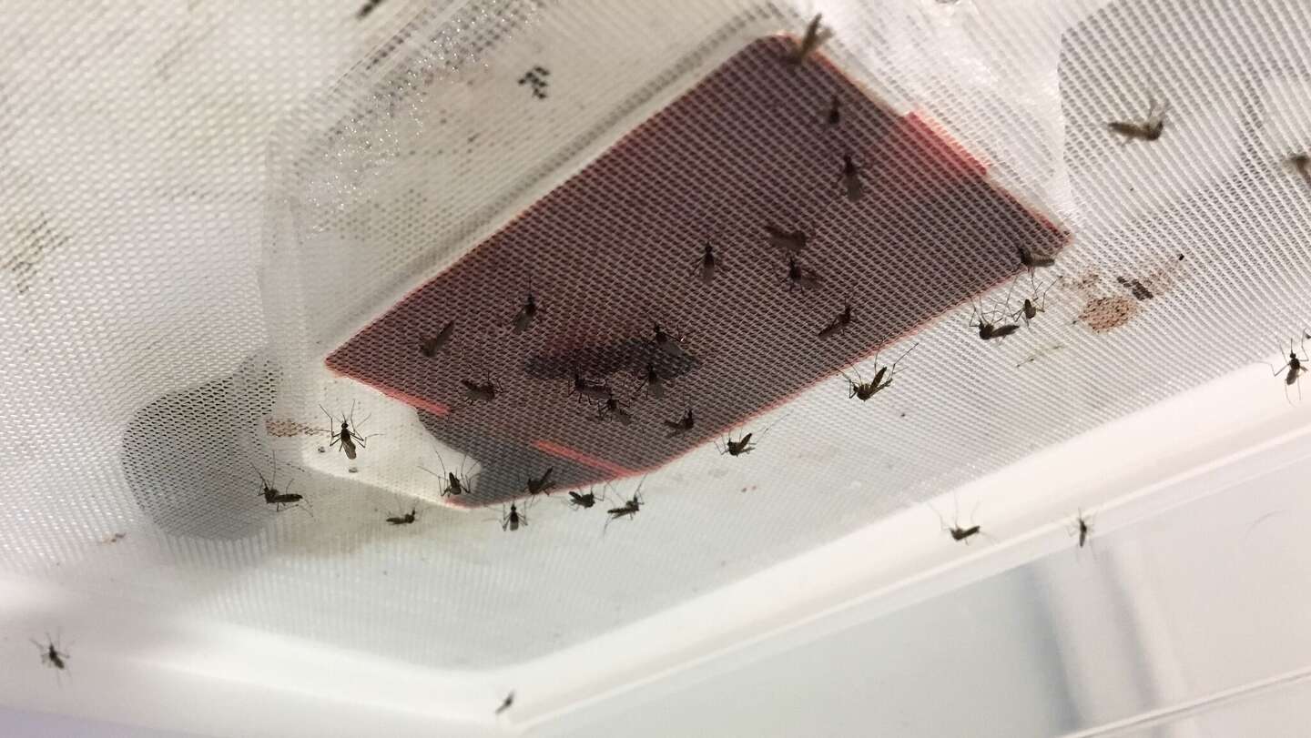 CT scientists tracked mosquito that brought yellow fever to USA