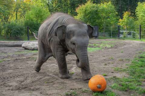 An elephant family smashed pumpkins at the Oregon Zoo. But this baby ...