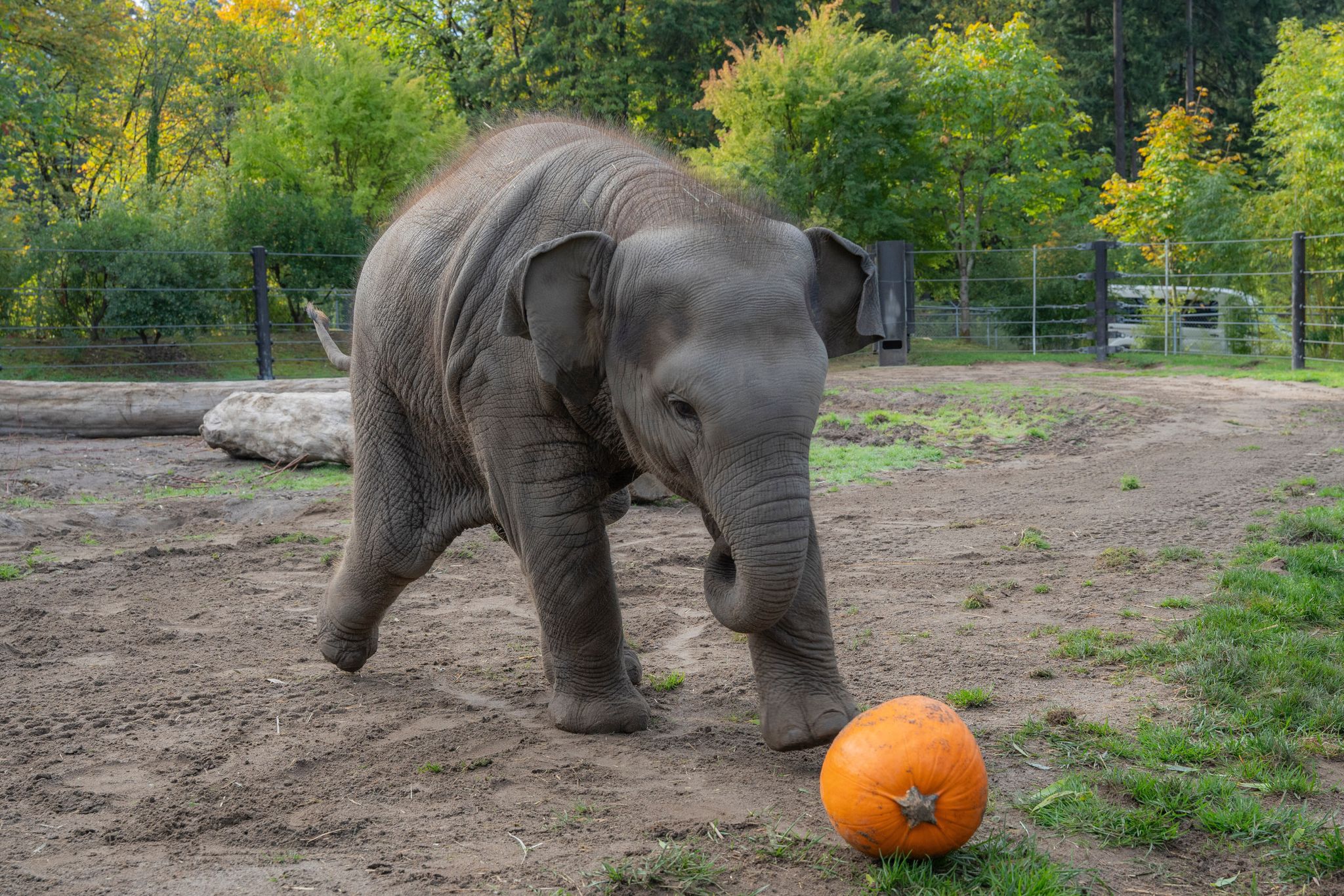 Elefantes aplastan y juegan con calabazas en el zoológico de Oregon