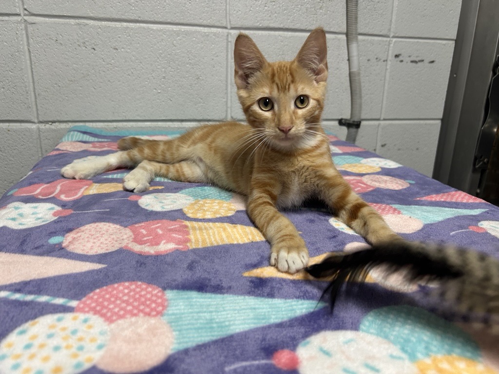 Texas death row case: Rodney Reed pushes for DNA evidence testing