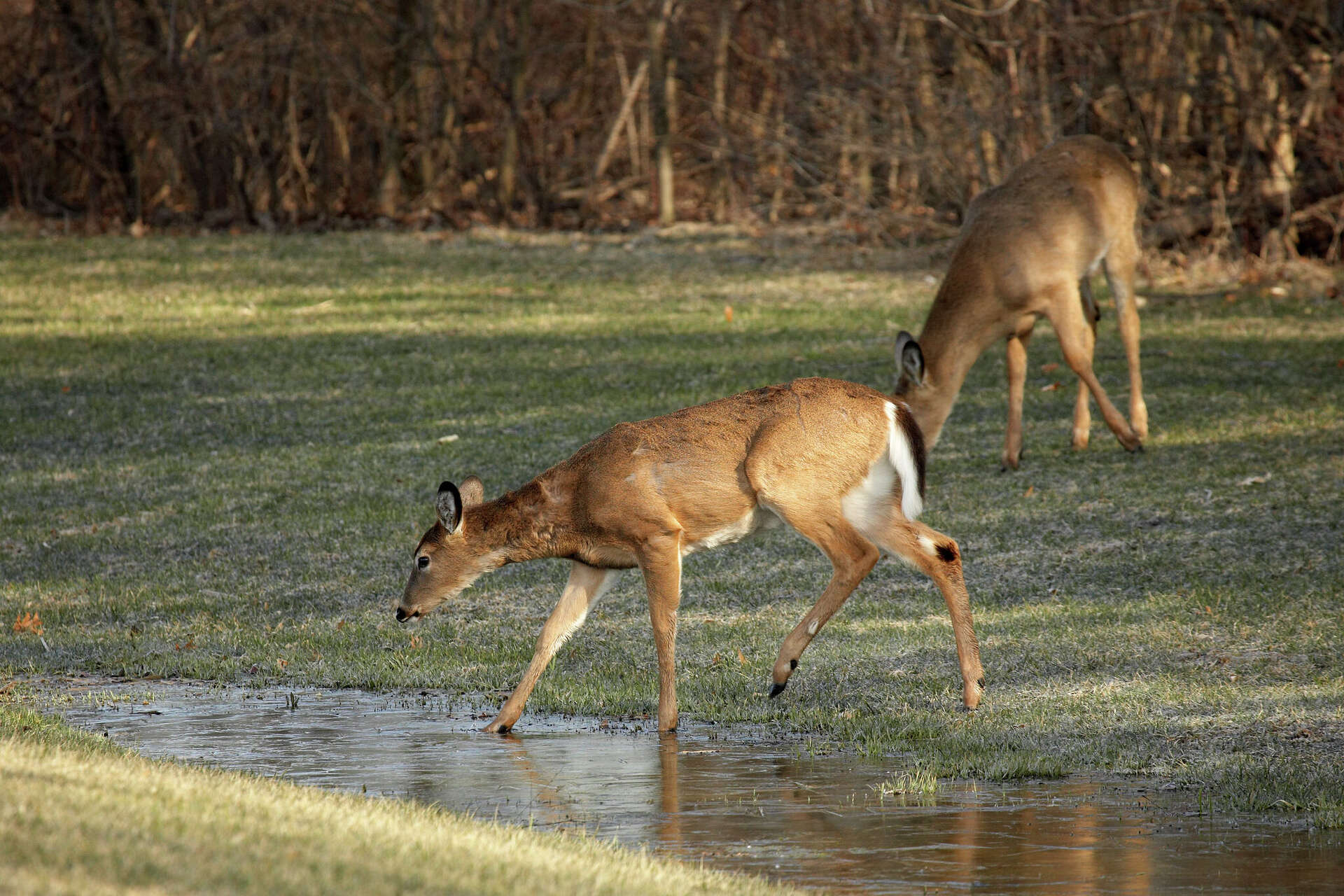 Michigan DNR license fees would rise under Senate Bills 276 and 277