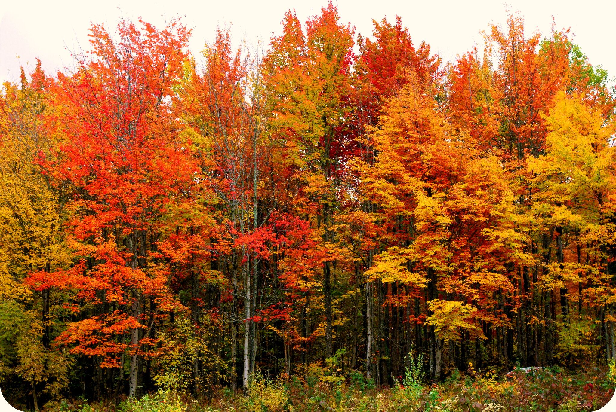 Michigan fall color report: See current colors, peak dates by region