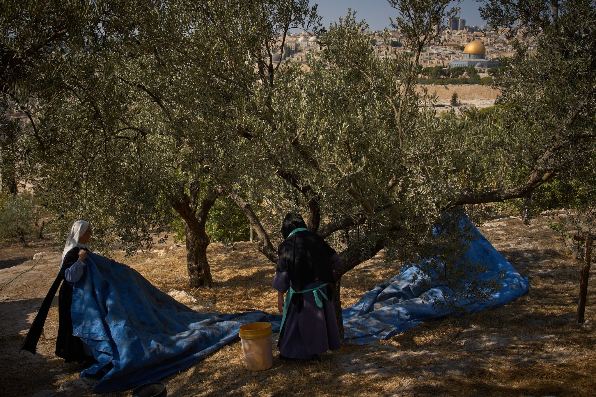 On Mount of Olives where Jesus prayed, monks and nuns keep harvesting ...