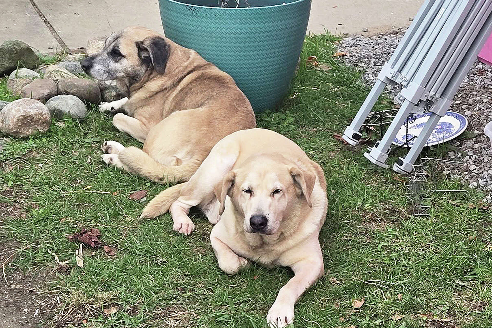 Local rescuers give abandoned bonded dogs a home