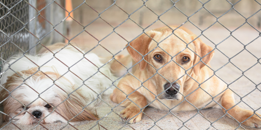 Beardstown OKs Schmoldt Memorial Park animal shelter permit