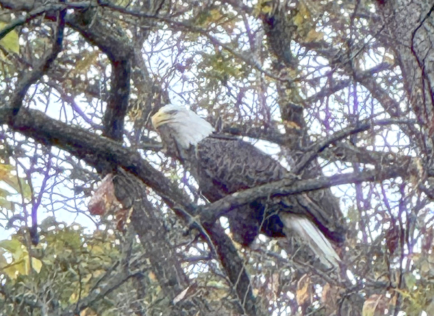 Winning numbers drawn in Sunday’s Washington Match 4