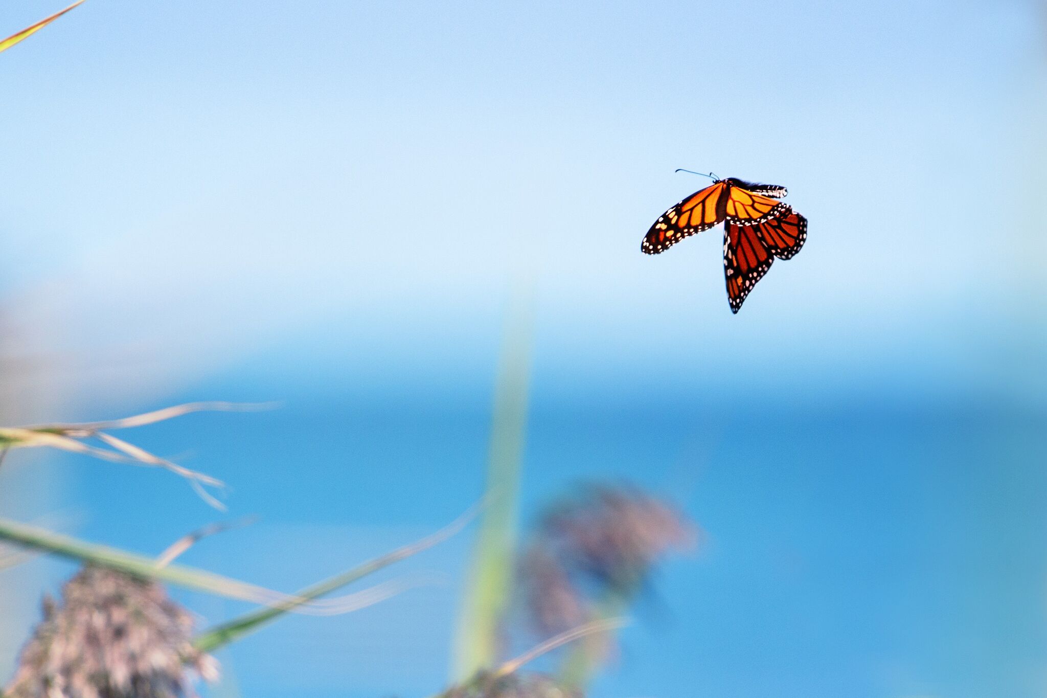 Monarch butterflies seem to be taking unusual routes through Texas