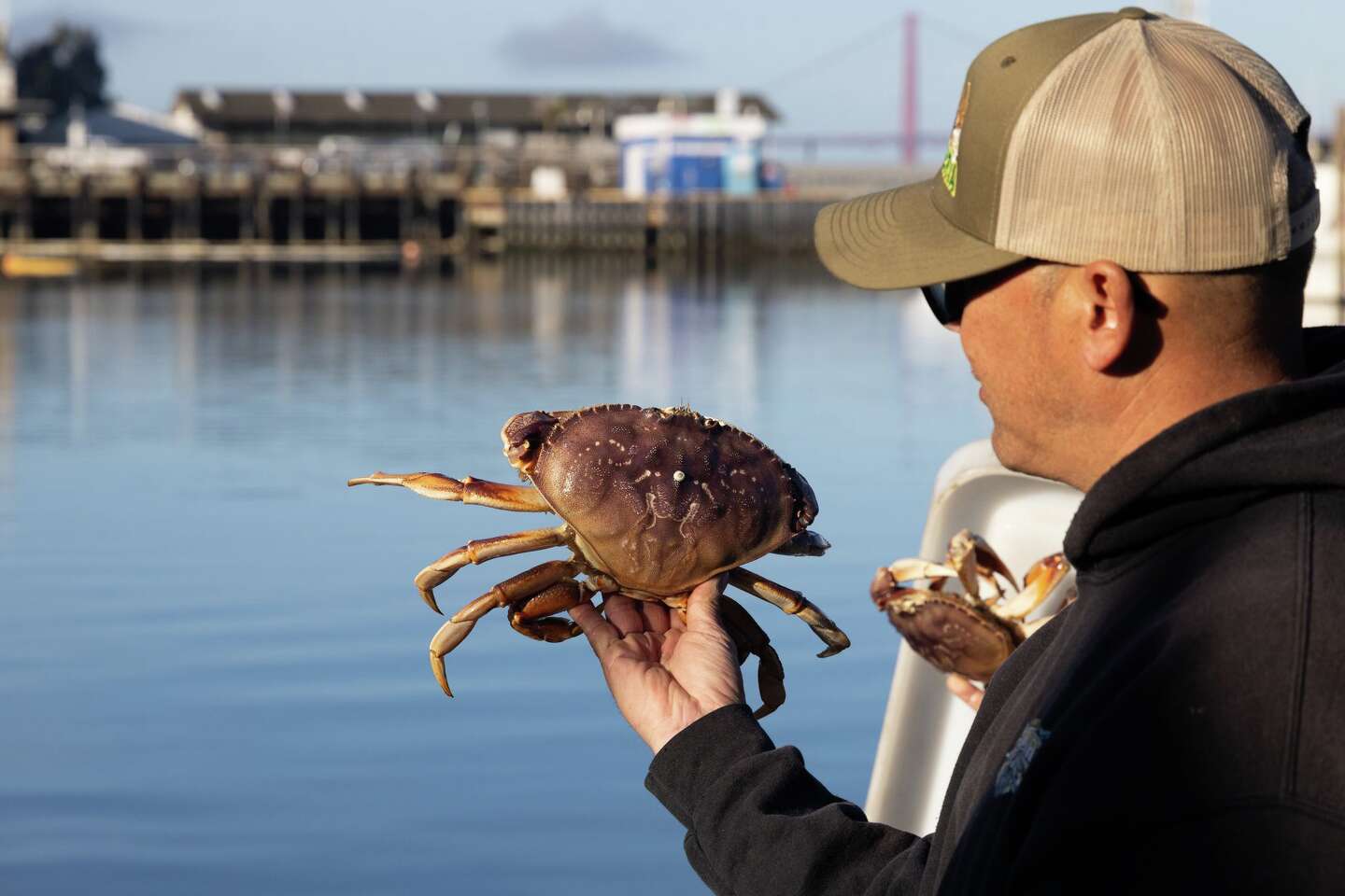 California Dungeness crab season delayed; ‘health hazard' cited