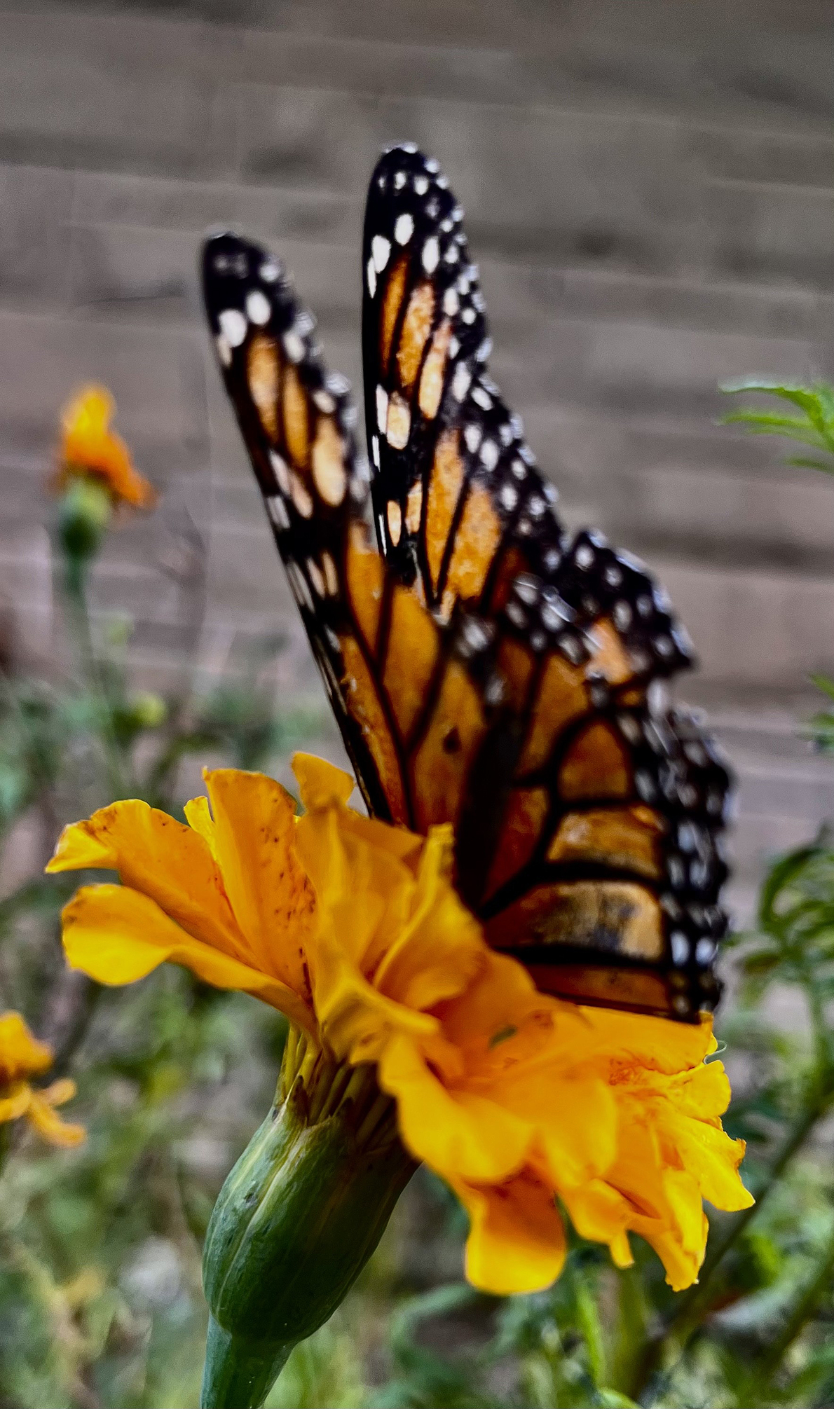 Reader photo: In-flight meal