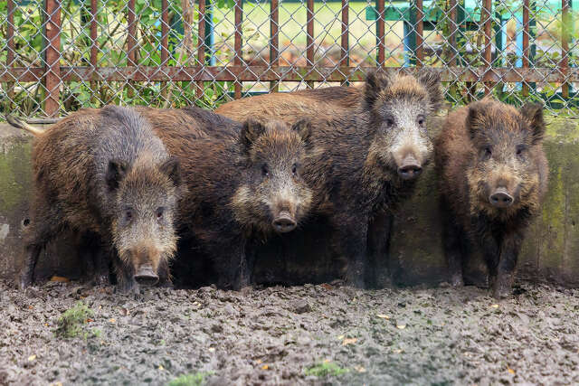 Why feral hogs are suddenly becoming more active across Texas