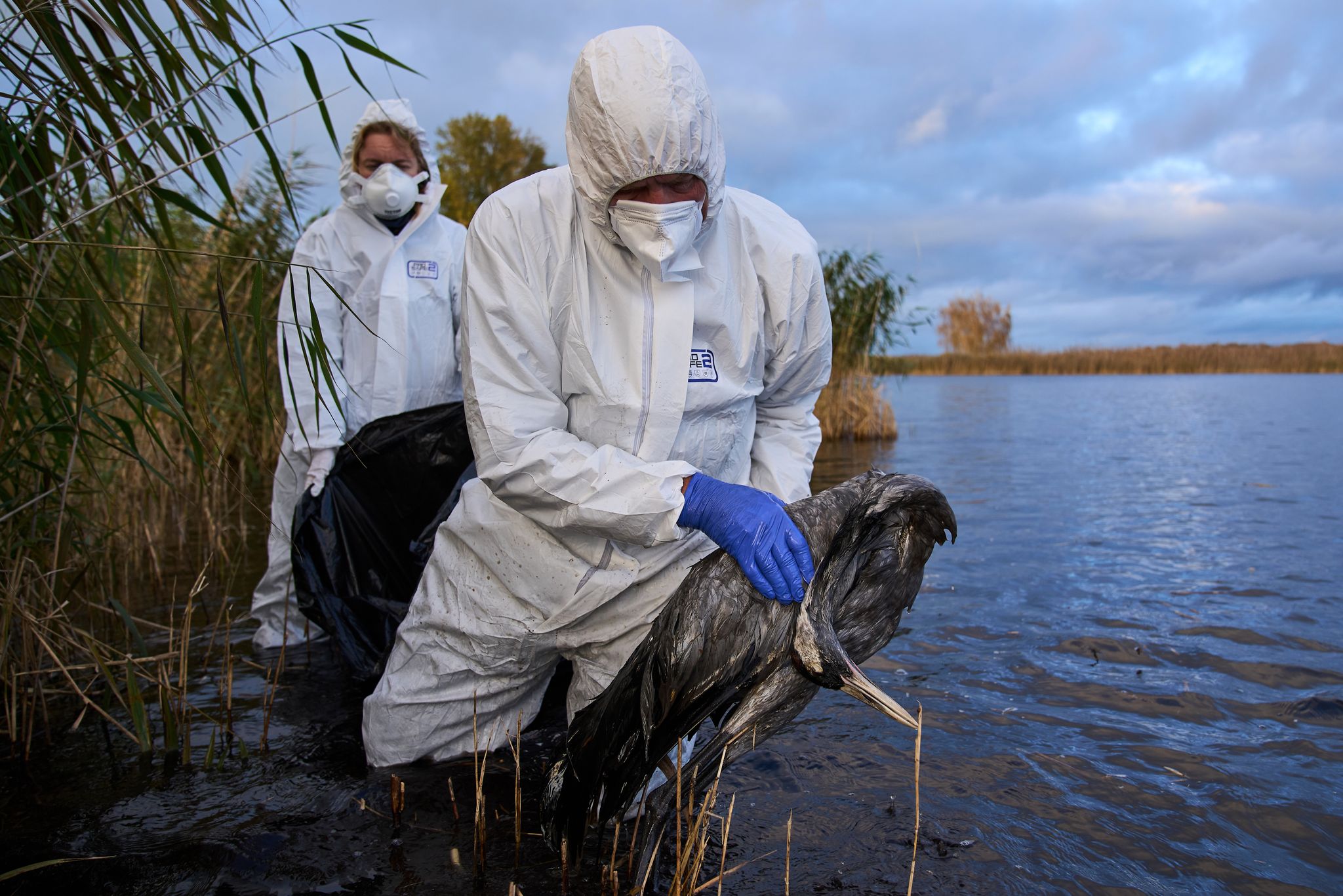Bird flu hits migrating cranes hard in Germany as the virus flares up