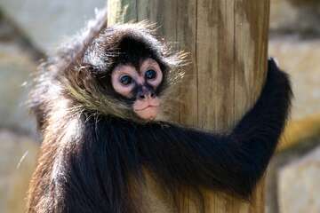 Illegal spider monkey trade surging at Texas-Mexico border