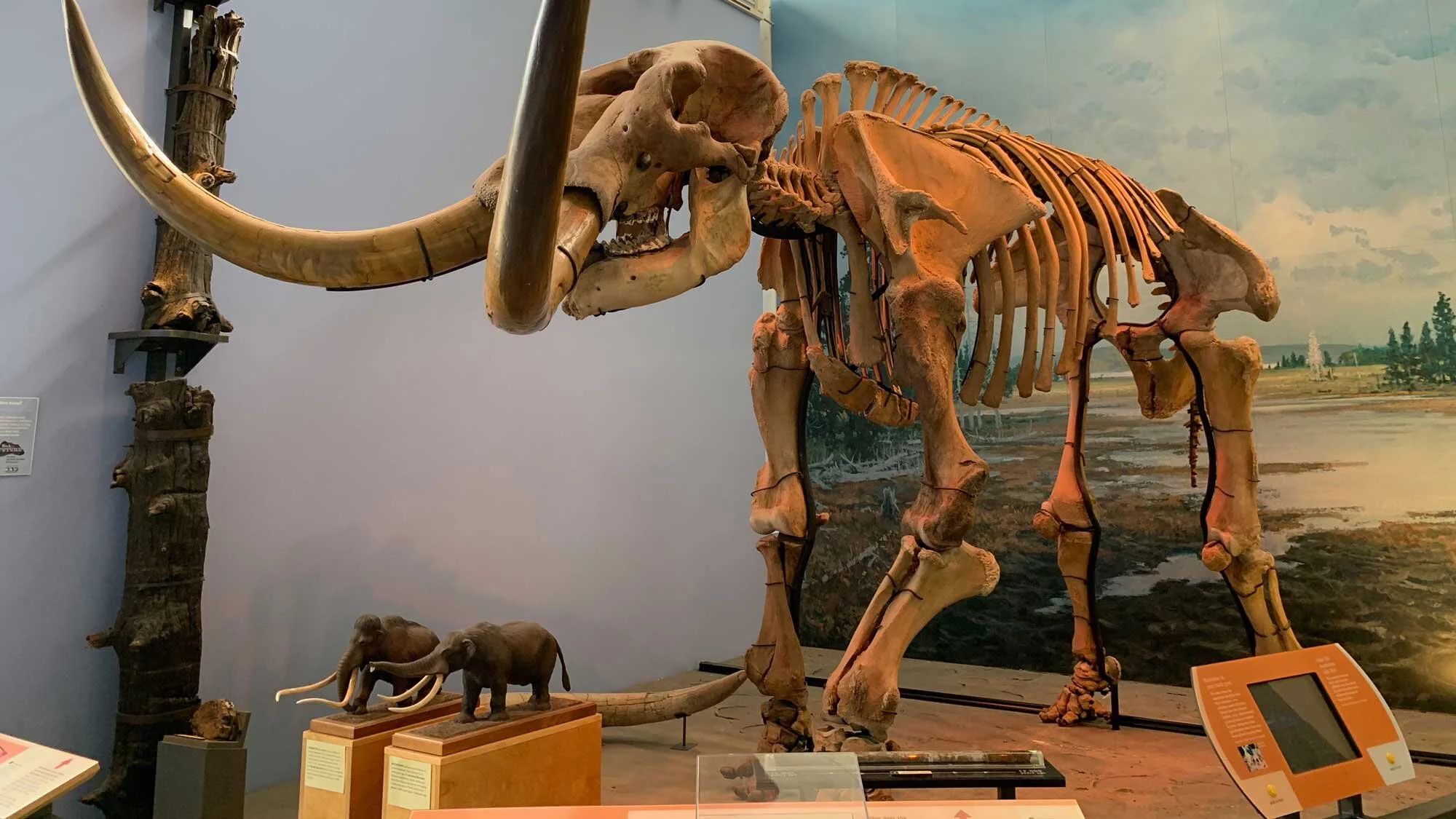Largest NY fossil collection, home of Hyde Park mastodon, may close