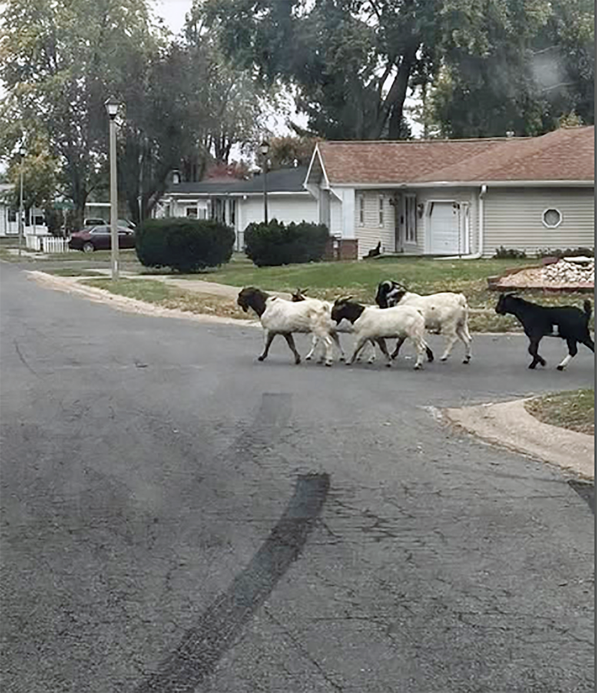 A handful of goats' morning stroll through neighborhood cut short