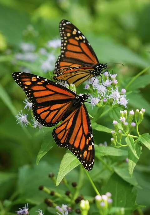 Monarch butterfly migration map 2025: Track migration through Texas