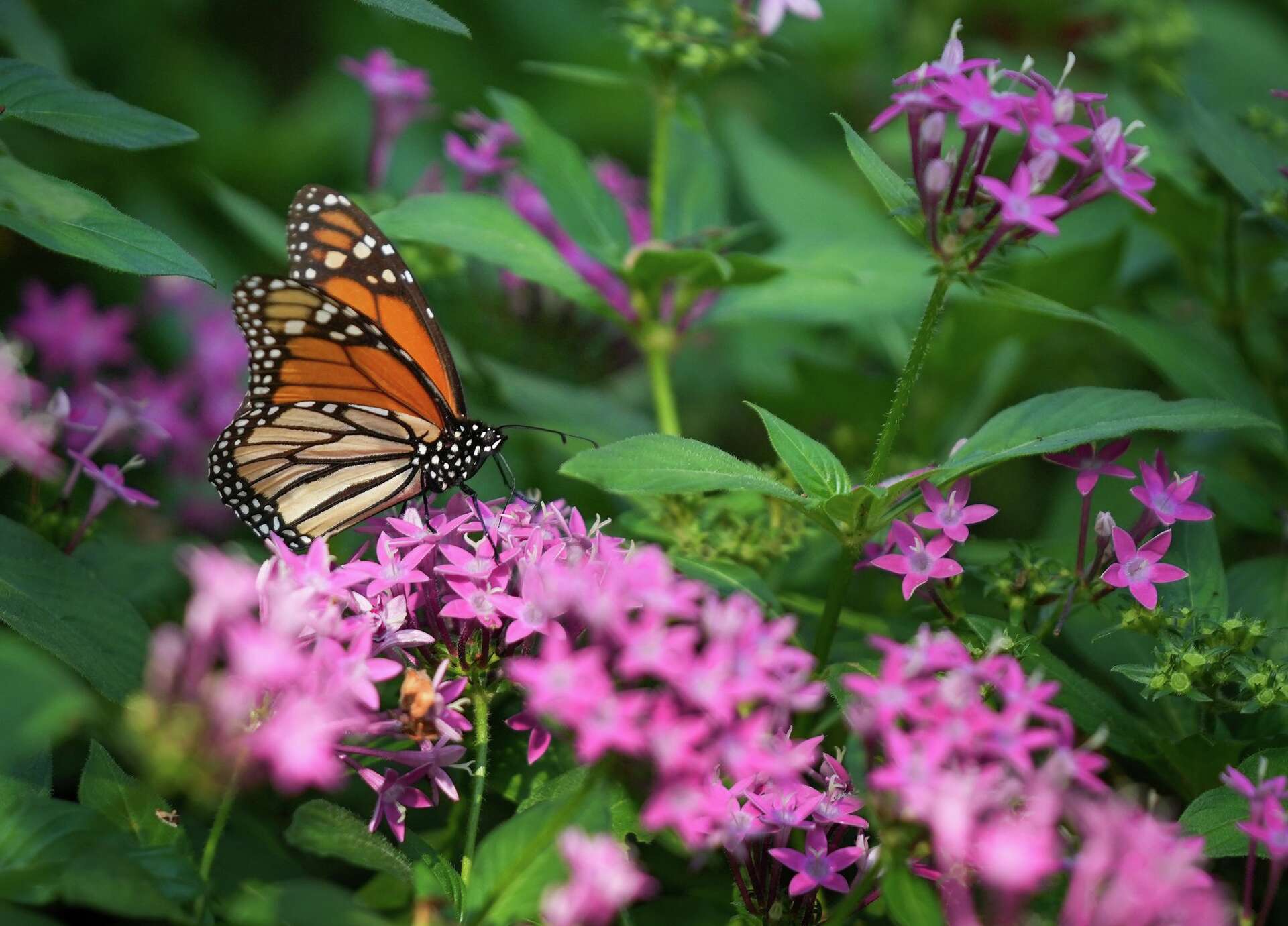Monarch butterfly migration map 2025: Track migration through Texas