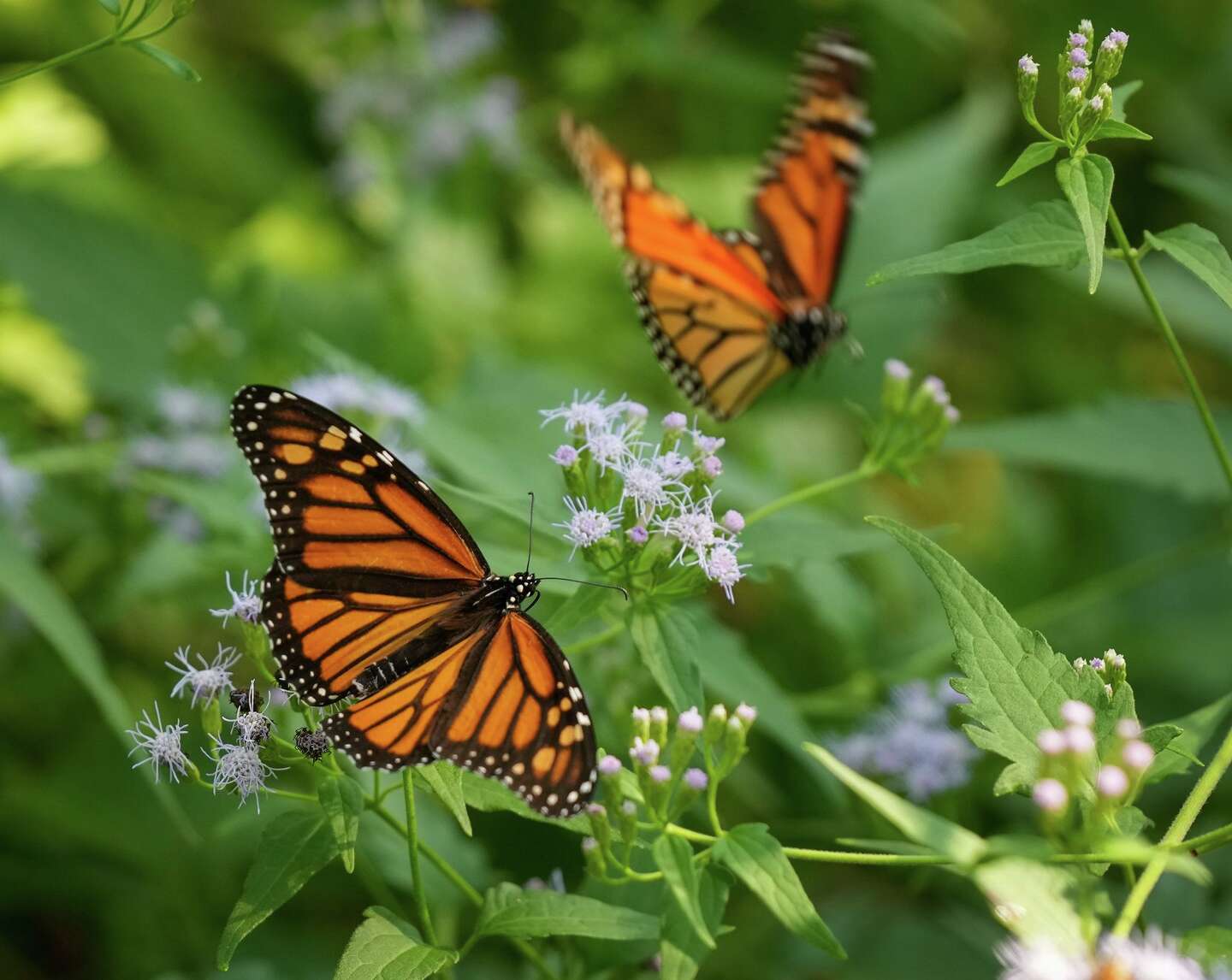 Monarch butterfly migration map 2025: Track migration through Texas