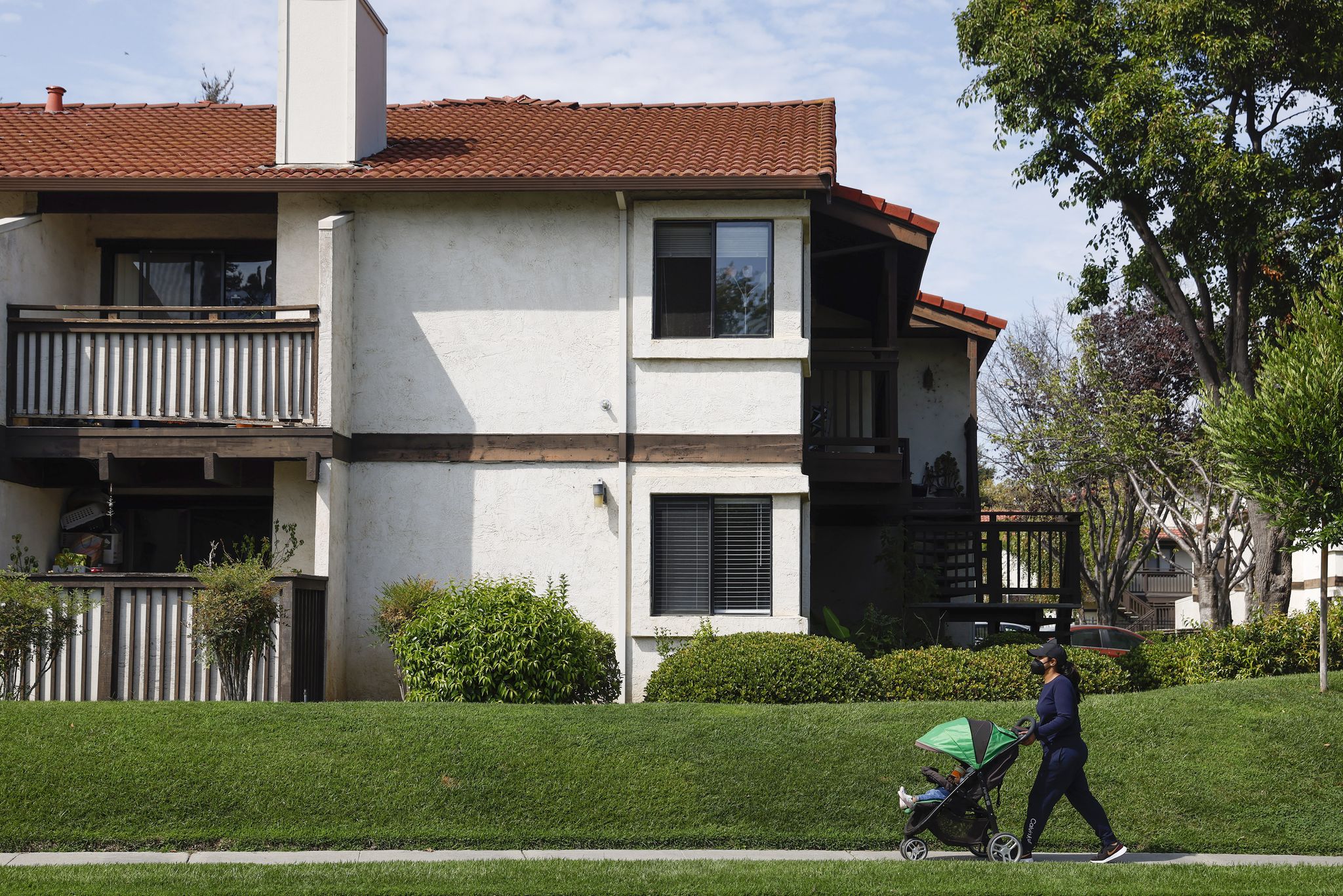 ‘All the trees are dead’: Ancient California forest gets wiped out